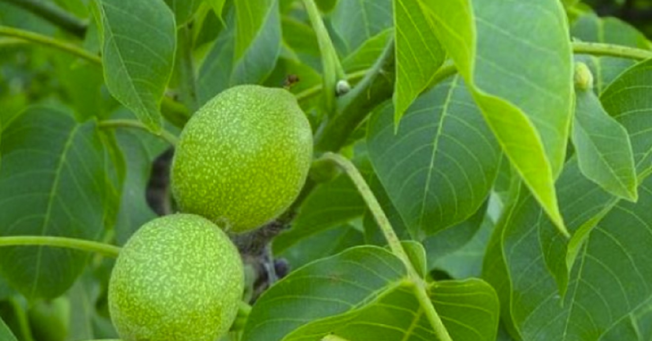 Златна рецепта със зелени орехи на Баба Ванга срещу болно гърло и куп ...